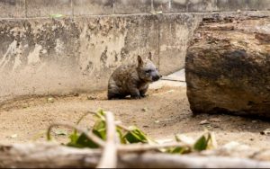 Australia's Taronga Zoo Welcomes Wadu - TravelPress